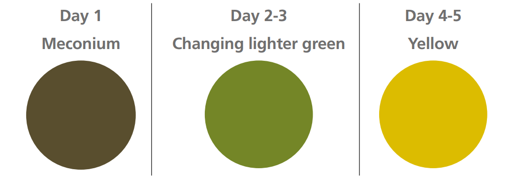 Newborn stools and urine - Maternity