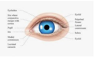 Oculoplastic/Orbits/Lacrimal - Ophthalmology (Eyes)
